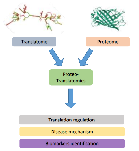 Proteo-translatomics - review by Immagina Biotech